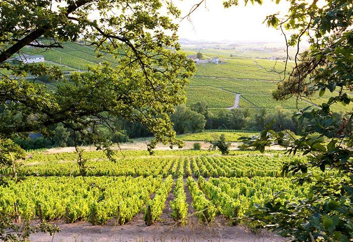 Dégustation de vins – Personnalisez votre séminaire | Knva